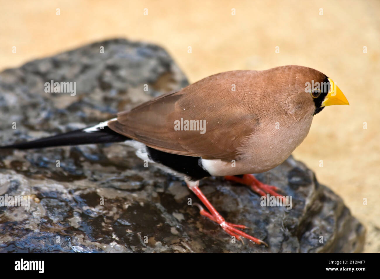 Masked Grassfinch Poephila personata a bird nobody hi-res blurry ...