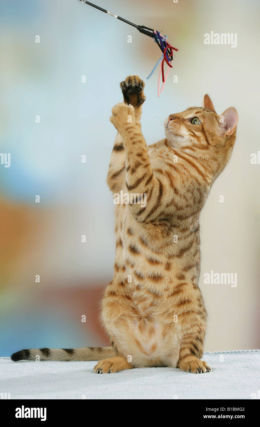 Bengal cat - playing Stock Photo - Alamy