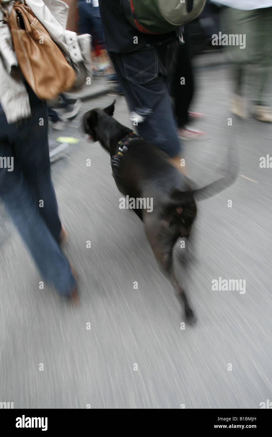 one fast black dog walking in street Stock Photo - Alamy