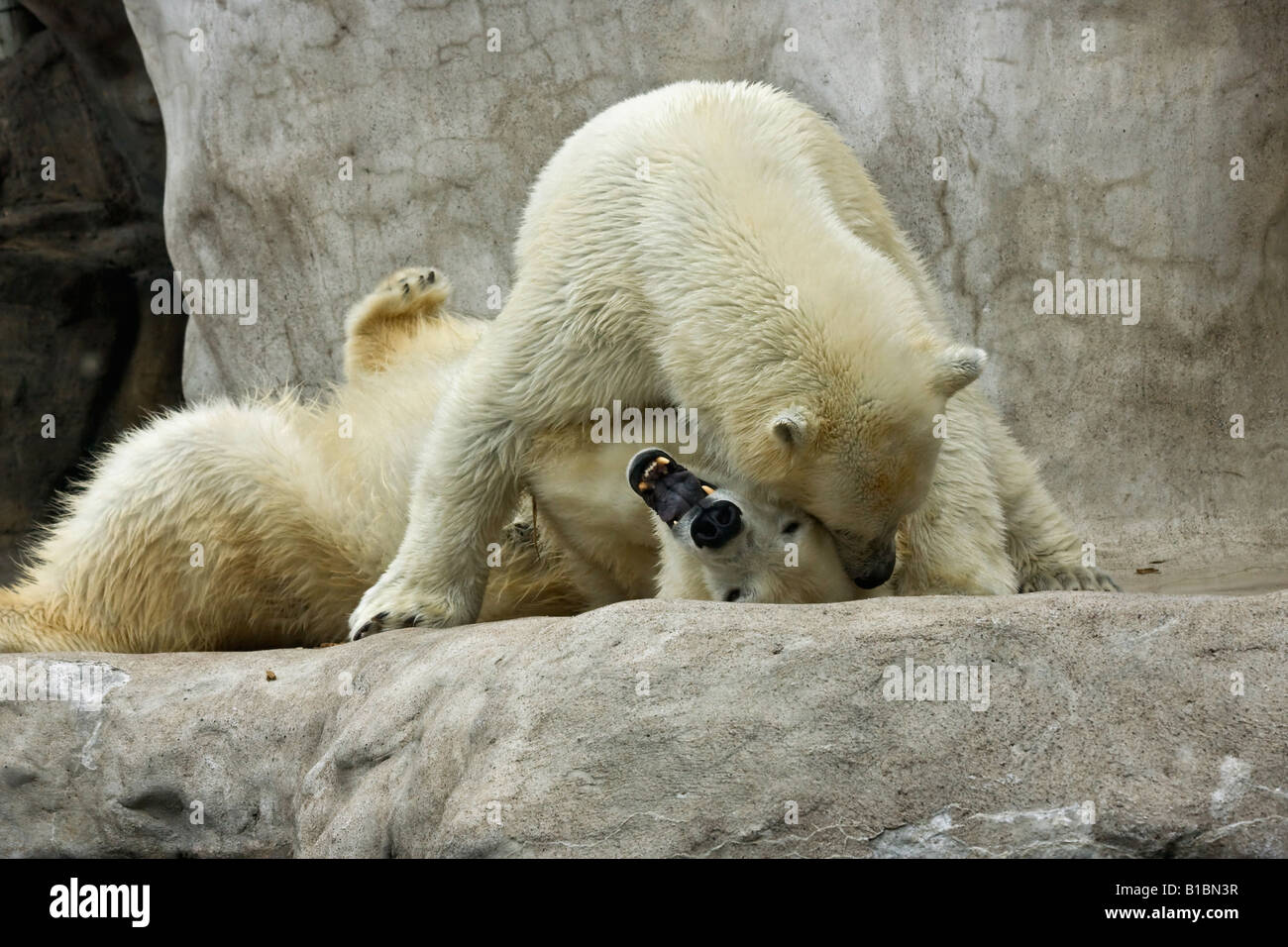 Zoo animals hi hi-res stock photography and images - Alamy