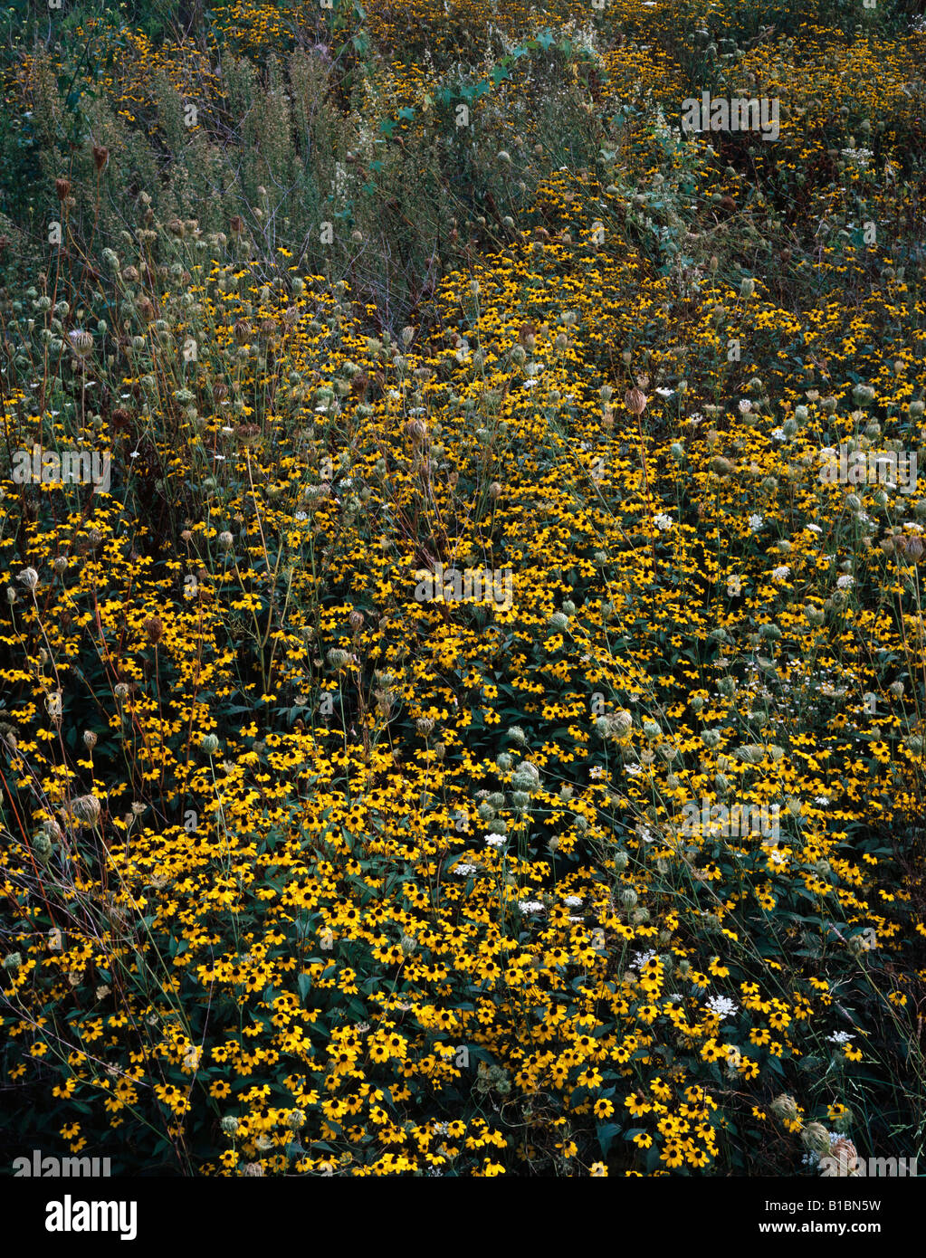 Coneflower Three-lobed Coneflower field of flowers Stock Photo - Alamy