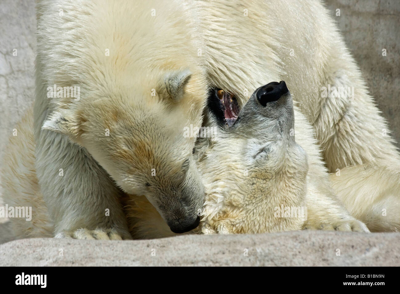 Zoo animals hi hi-res stock photography and images - Alamy