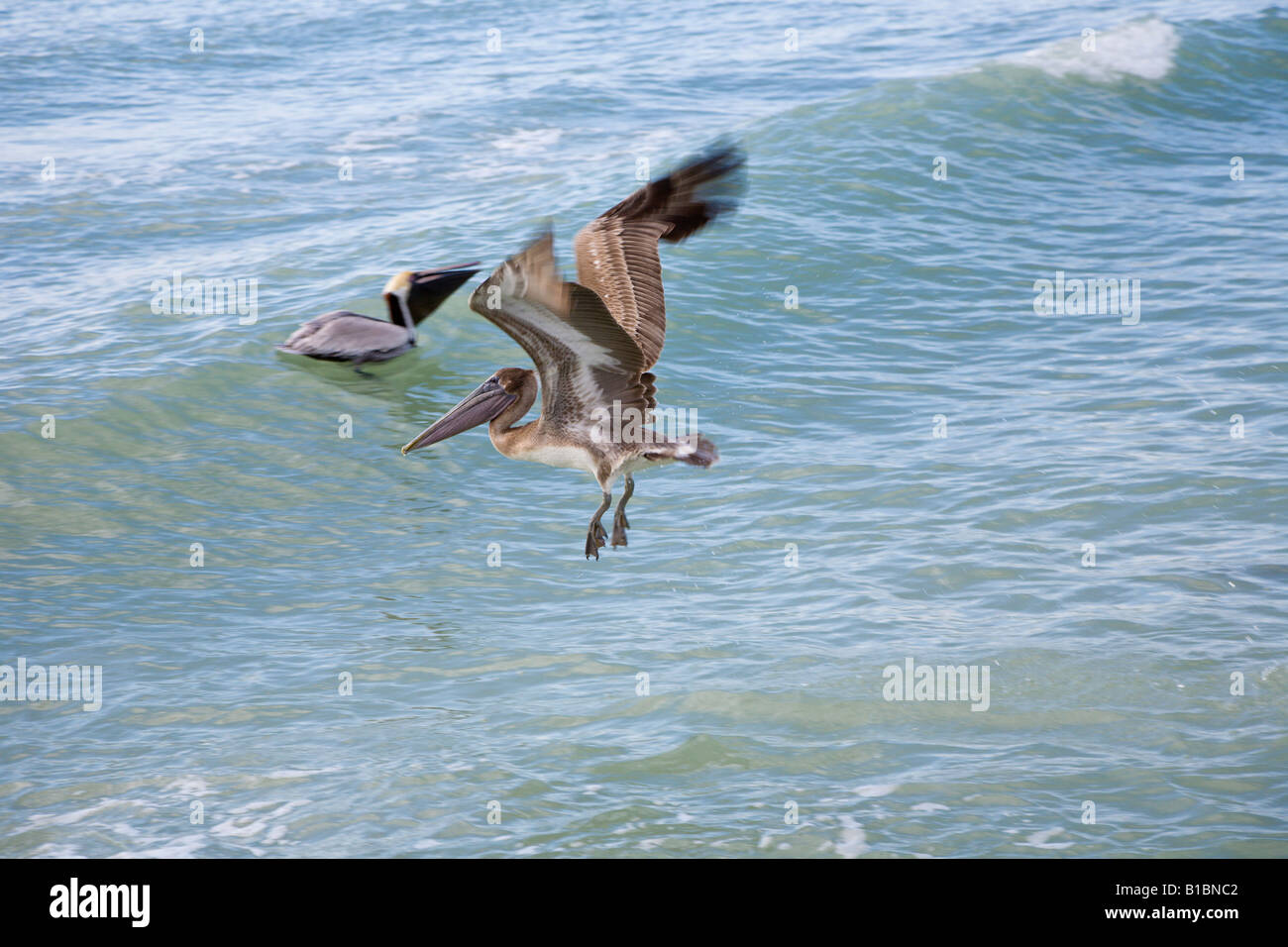 Pelican flying dive diving hi-res stock photography and images - Alamy