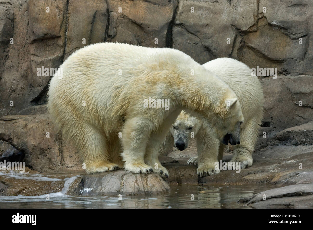 The toledo zoo hi-res stock photography and images - Alamy