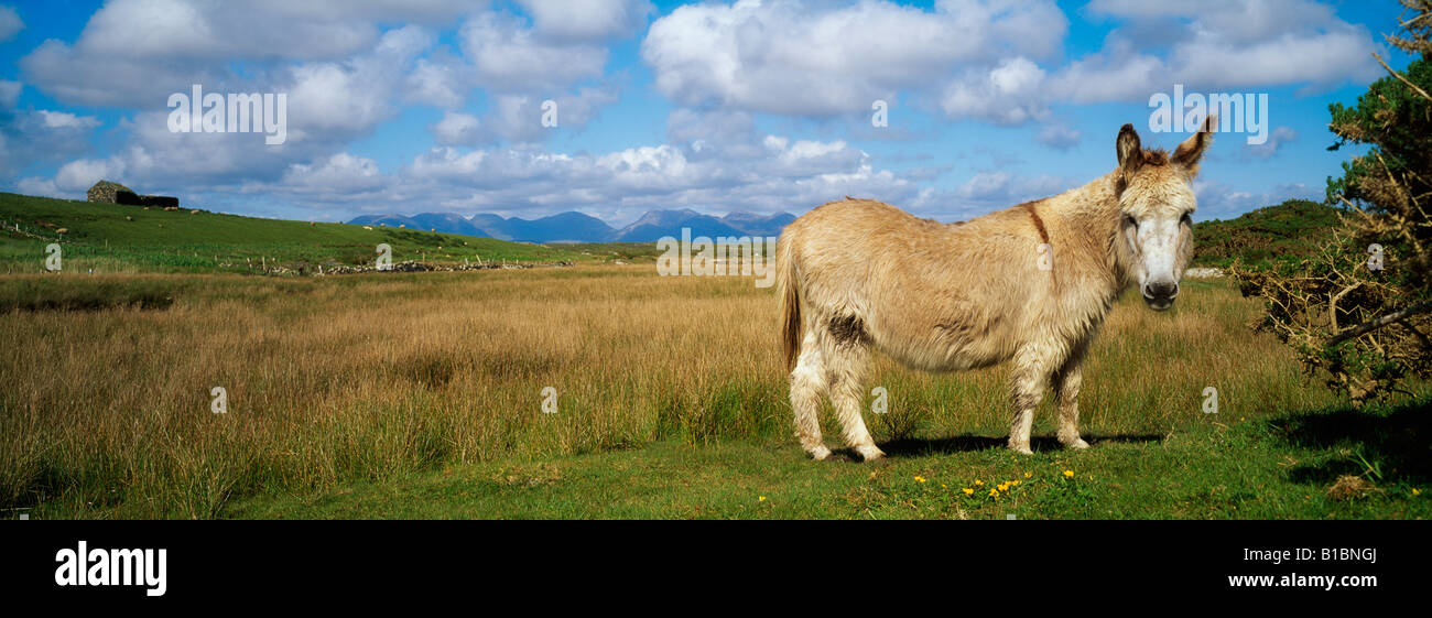 Connemara, County Galway, Ireland, Donkey Stock Photo - Alamy