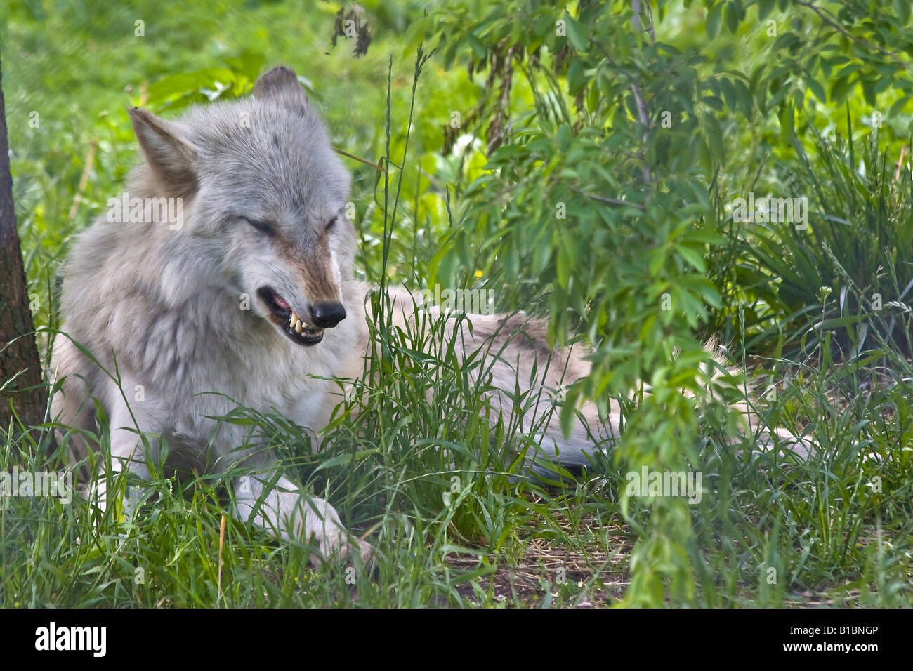 Grey wolf ZOO Toledo Ohio USA United States nobody Stock Photo - Alamy