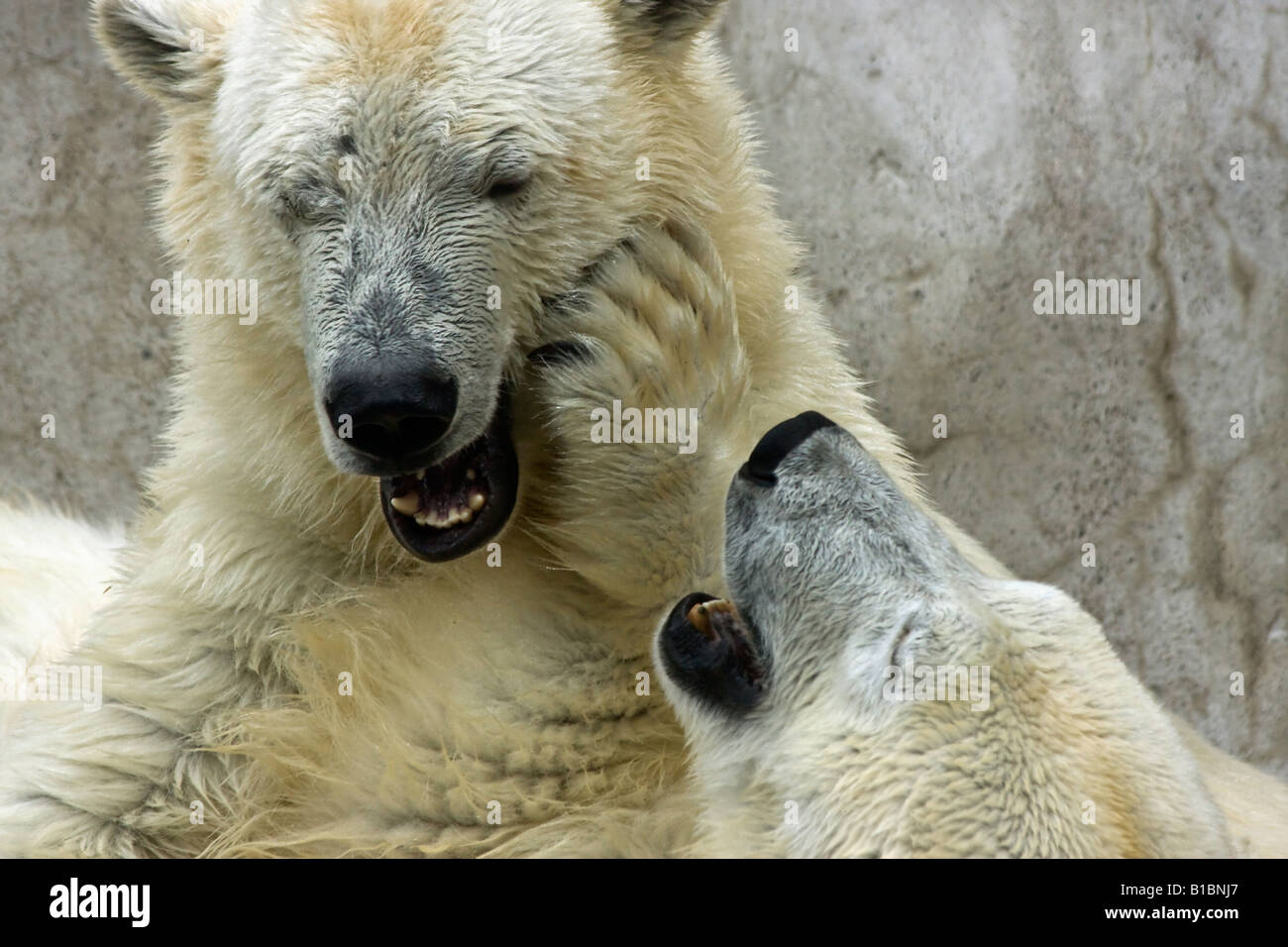 The toledo zoo hi-res stock photography and images - Alamy