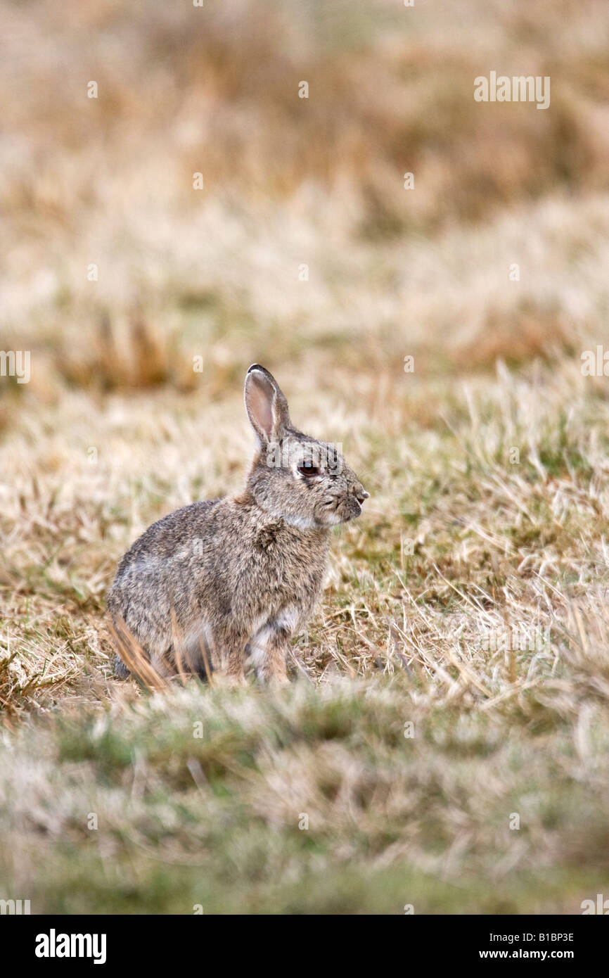 European rabbit (Oryctolagus cuniculus) on grassy hillside - Fife ...