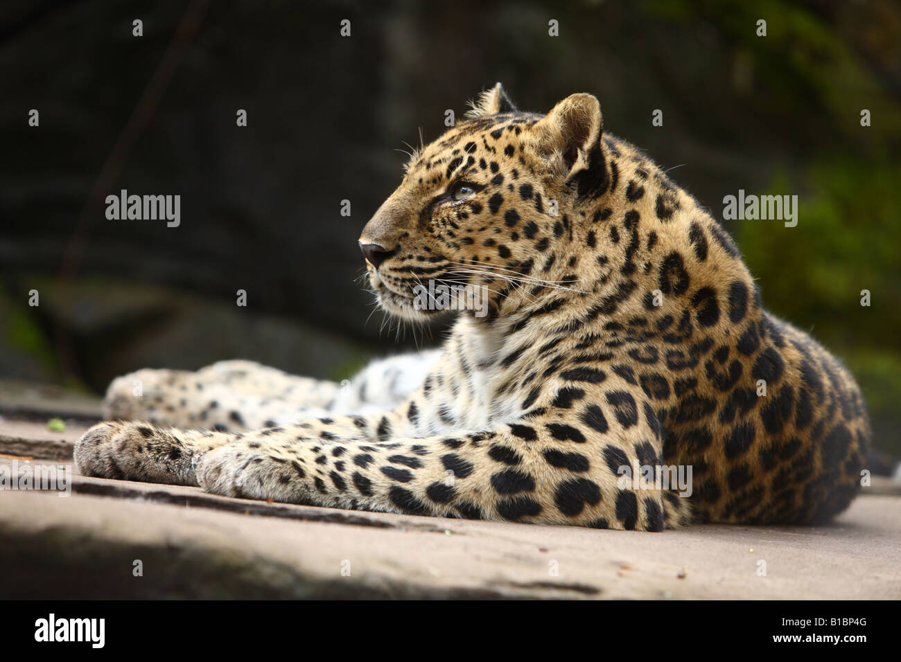 Amur hi-res stock photography and images - Alamy
