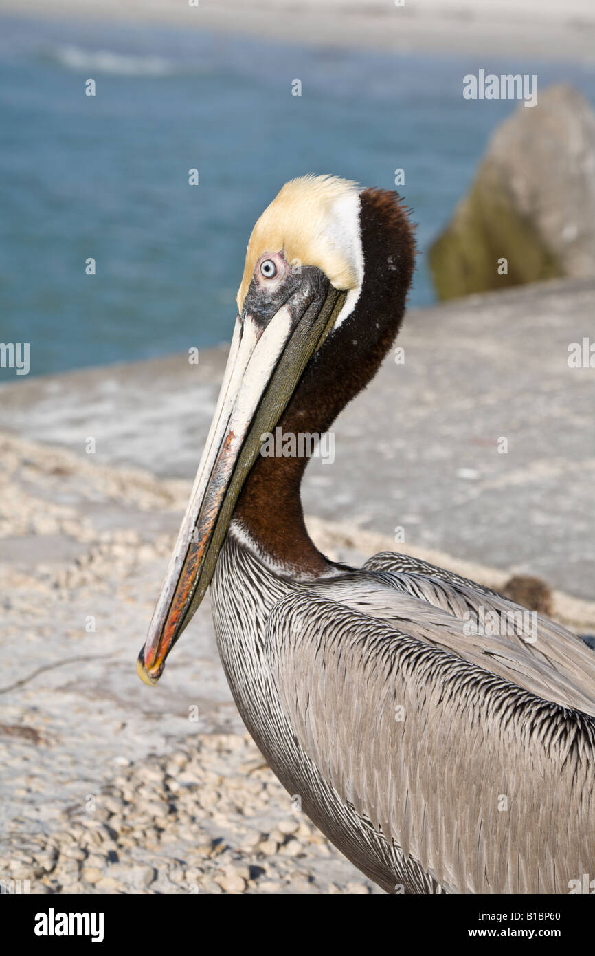 Pelican standing hi-res stock photography and images - Alamy