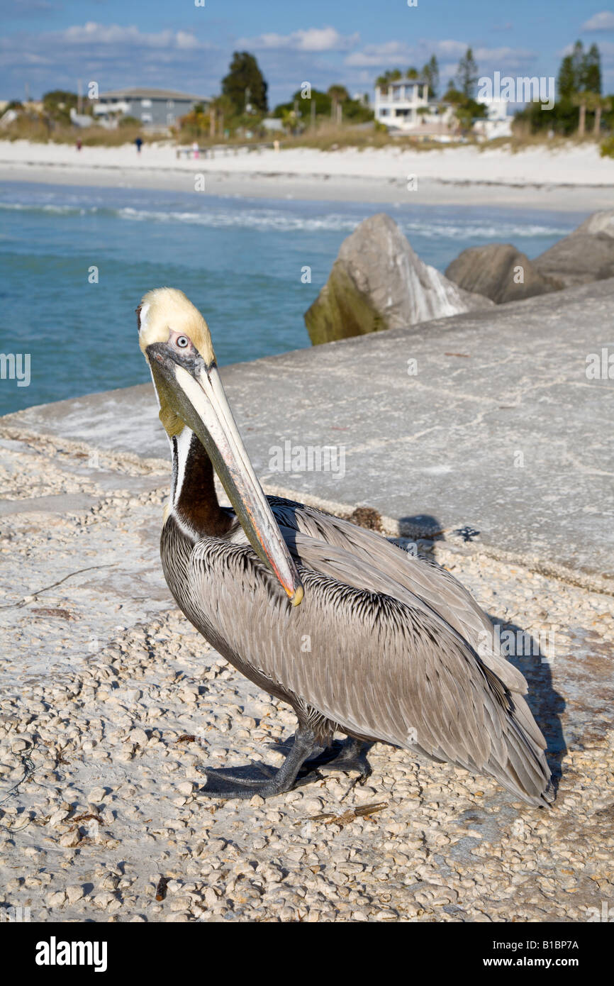 Pelican standing hi-res stock photography and images - Alamy