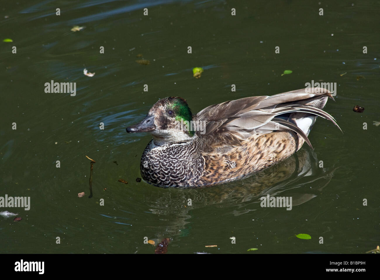 Falcated duck Anas falcata duck male swimming on pond from above nobody in ZOO Ohio in the ...