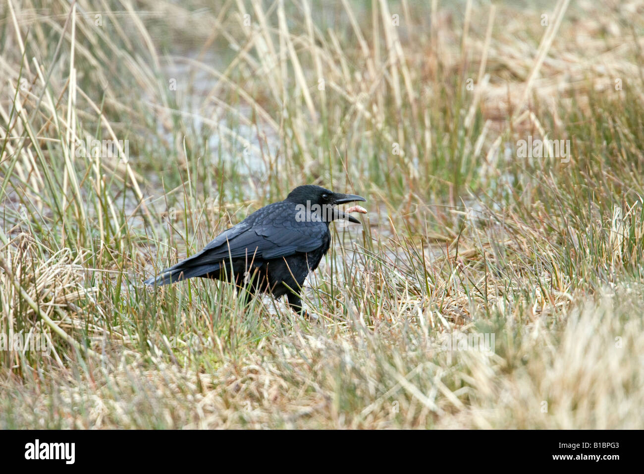 Carrion Crow (Corvus corone) eating recently caught frog - Fife ...