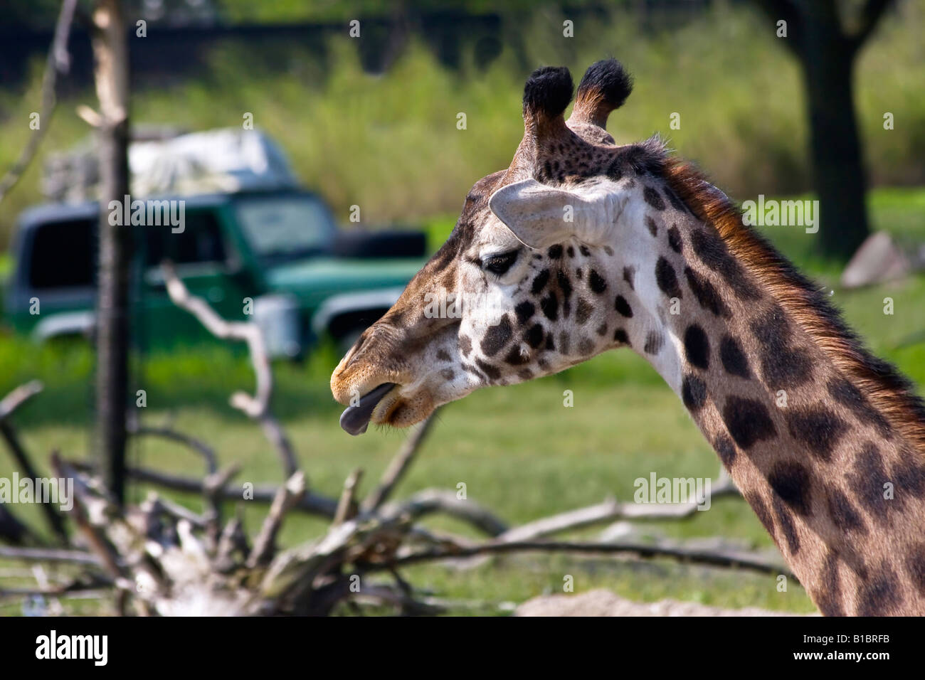Jeep hi res hi-res stock photography and images - Alamy