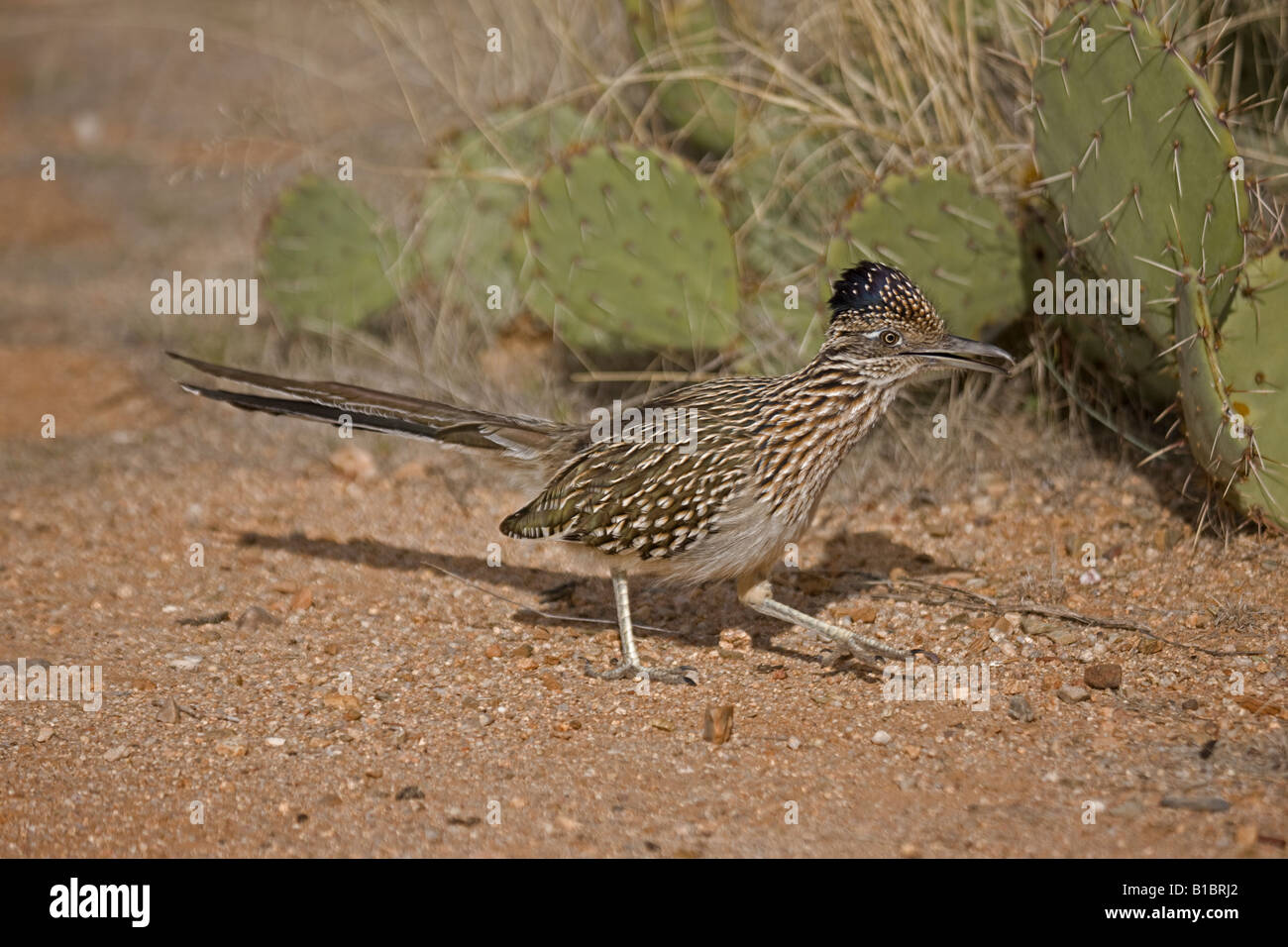 Arizona roadrunners hi-res stock photography and images - Alamy