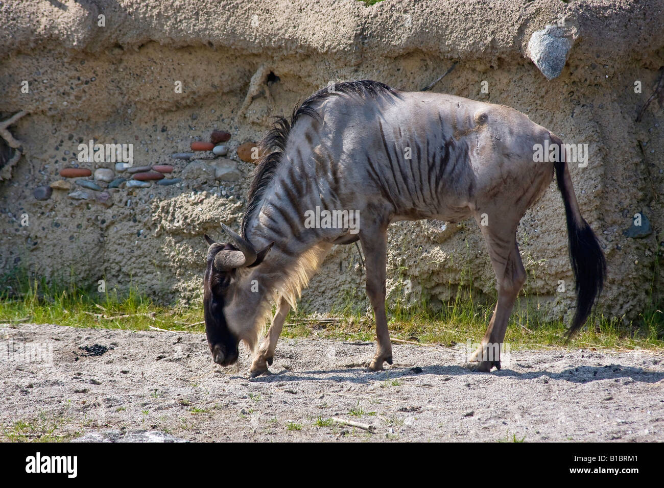 Gnu Serengeti Wildebeest wild animal ZOO Toledo Ohio nobody horizontal ...