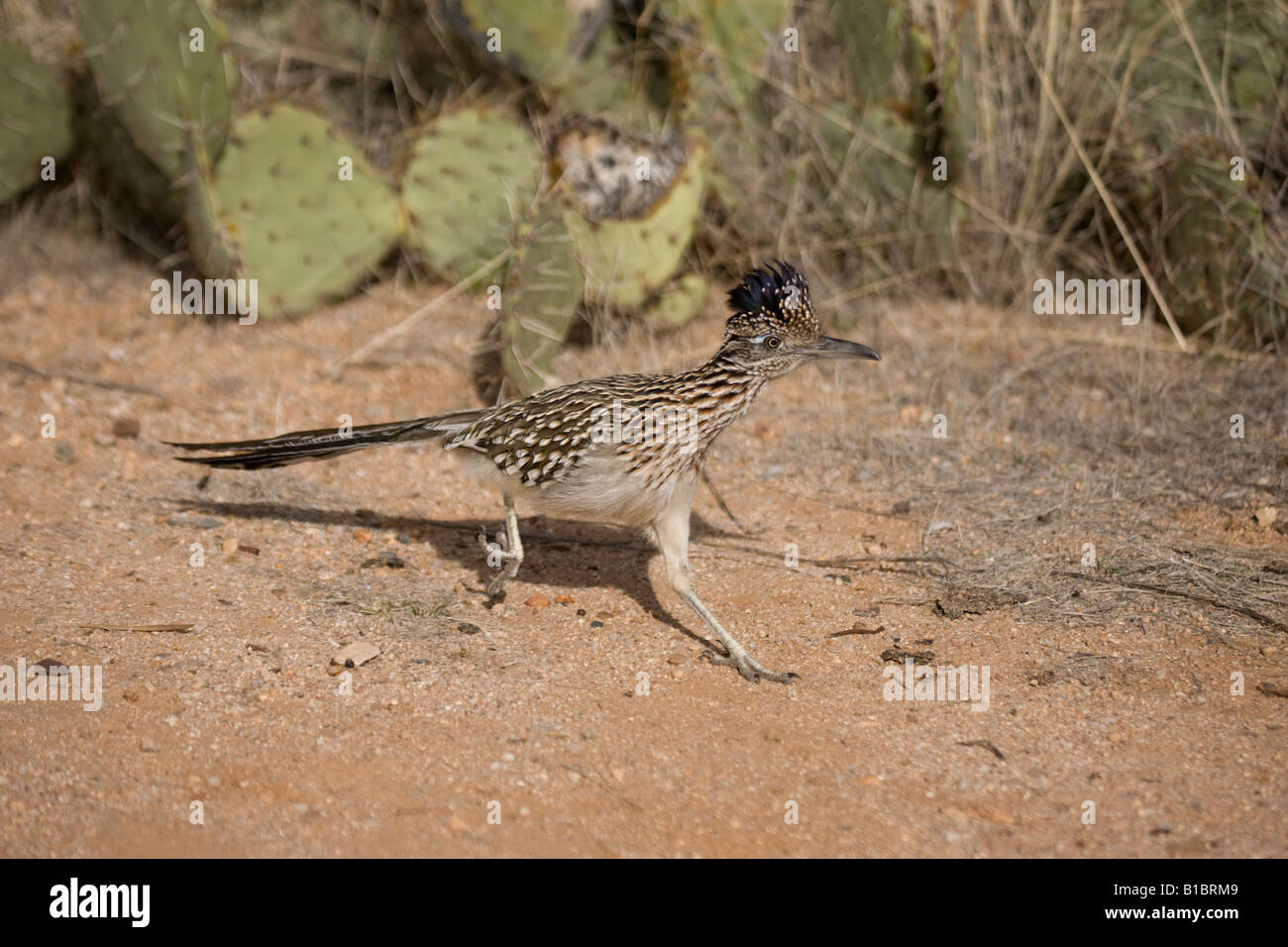 Arizona roadrunners hi-res stock photography and images - Alamy