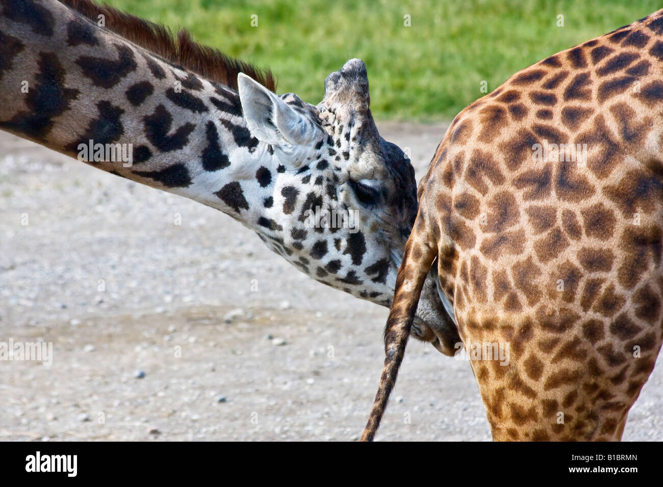 Female and male giraffe hi-res stock photography and images - Alamy
