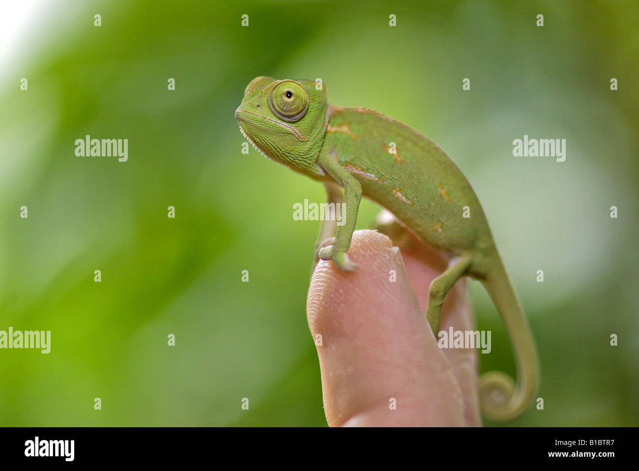 Human chameleon hi-res stock photography and images - Alamy