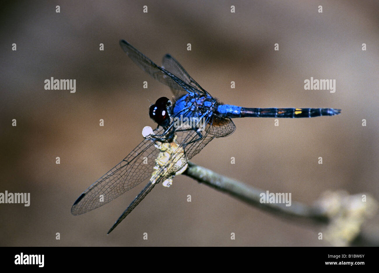 Trithemis hi-res stock photography and images - Alamy