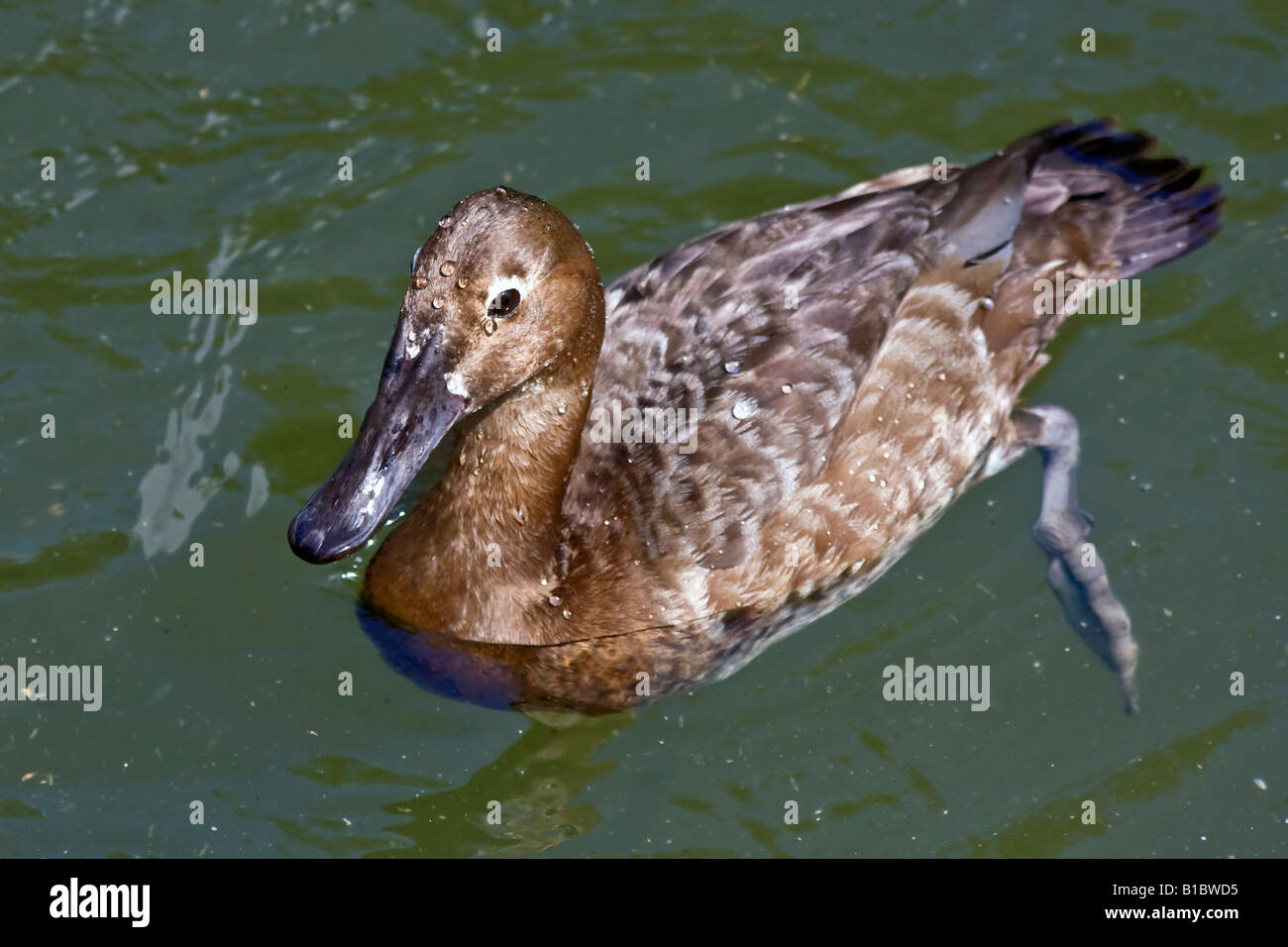 Canvasback Aythya valisineria duck female swimming on pond from above ...