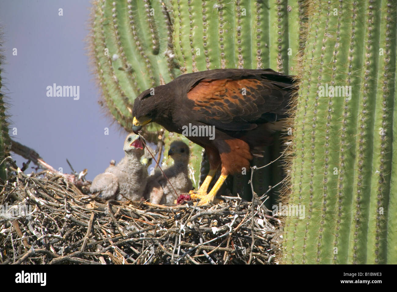 Harris hawk nest hi-res stock photography and images - Alamy