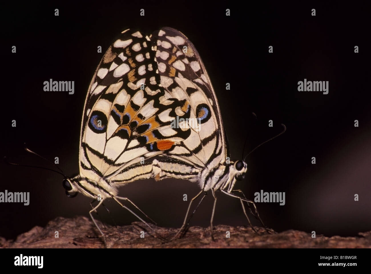 Lime swallowtail butterflies mating Stock Photo - Alamy