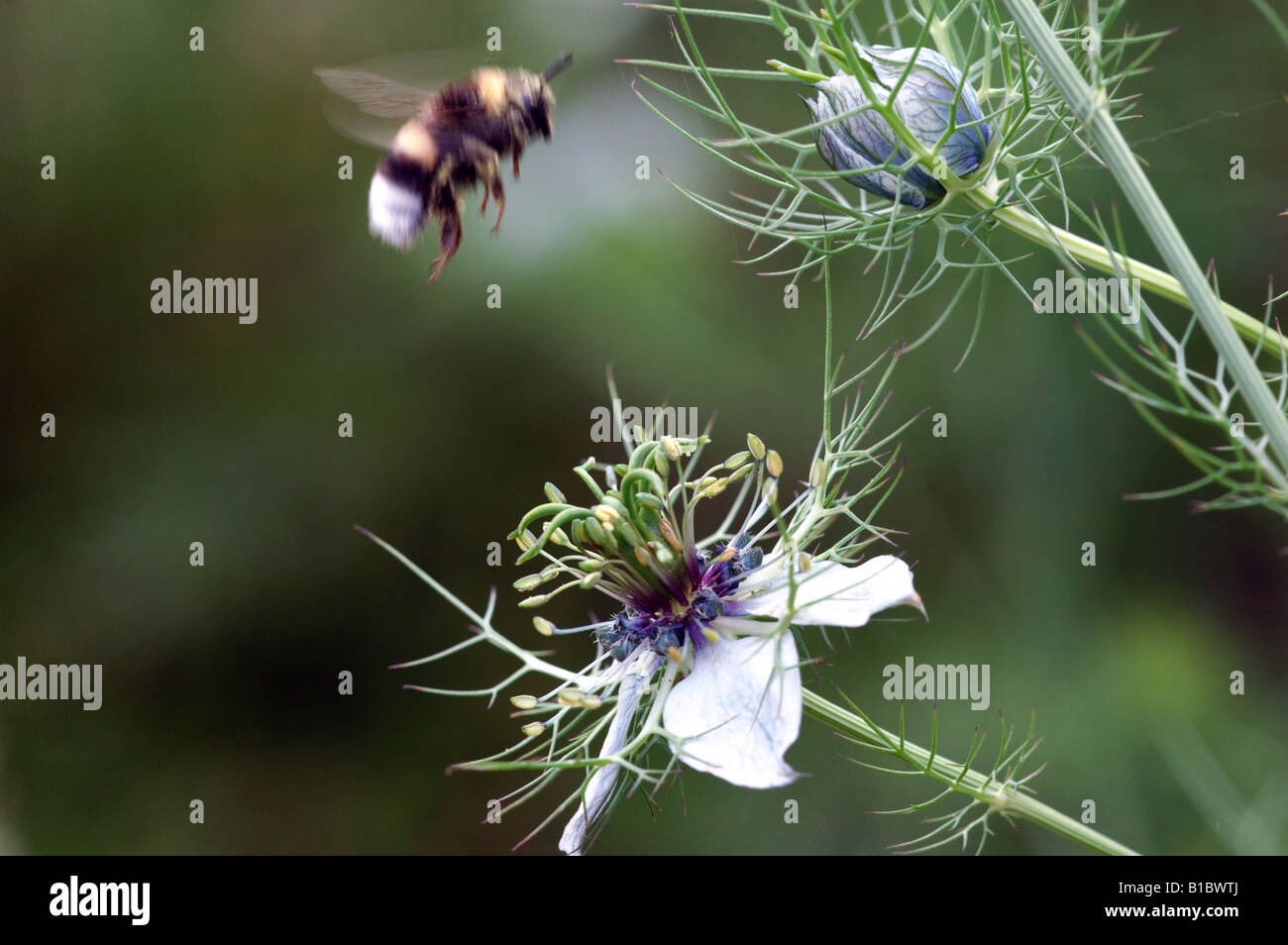 Bee over black cumin Stock Photo - Alamy