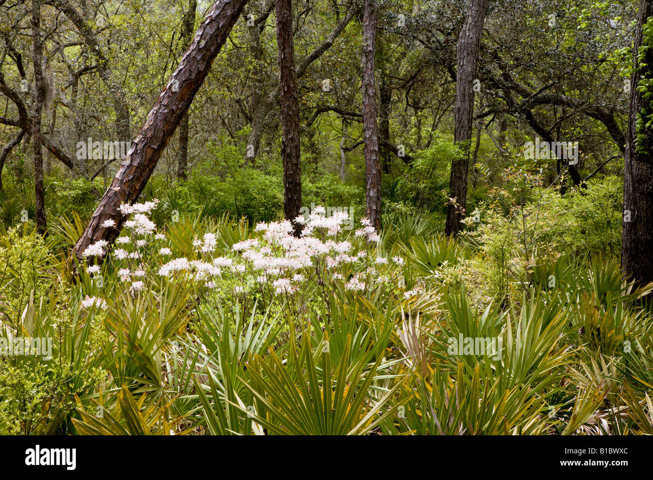 Florida pinxter azalea hi-res stock photography and images - Alamy