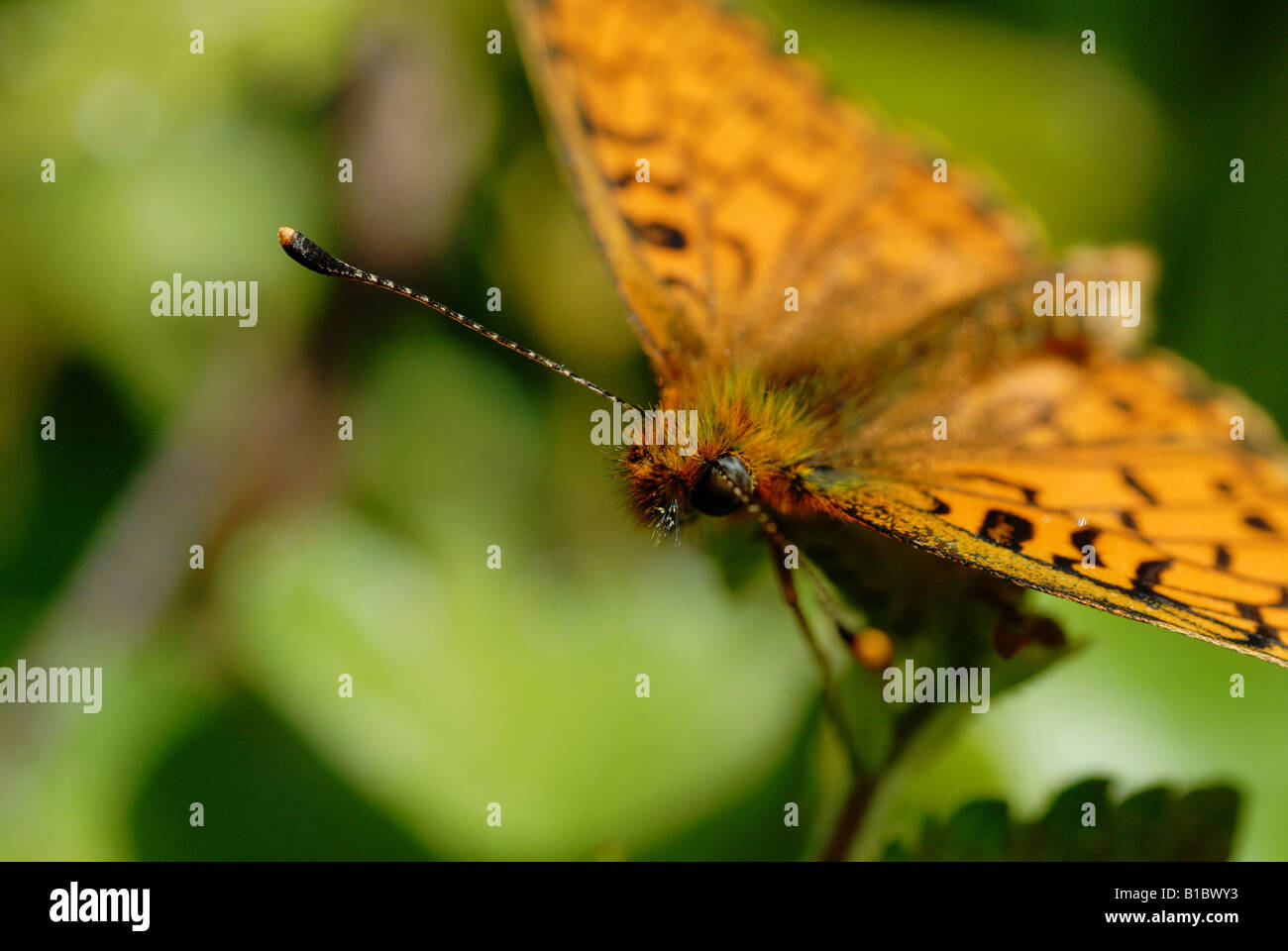 Small Pearl-bordered Fritillary (Clossiana selene Stock Photo - Alamy