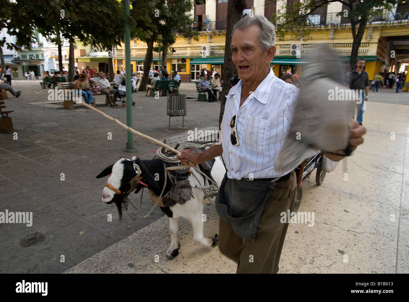 Old man with a goat on the streets of Havana Stock Photo - Alamy