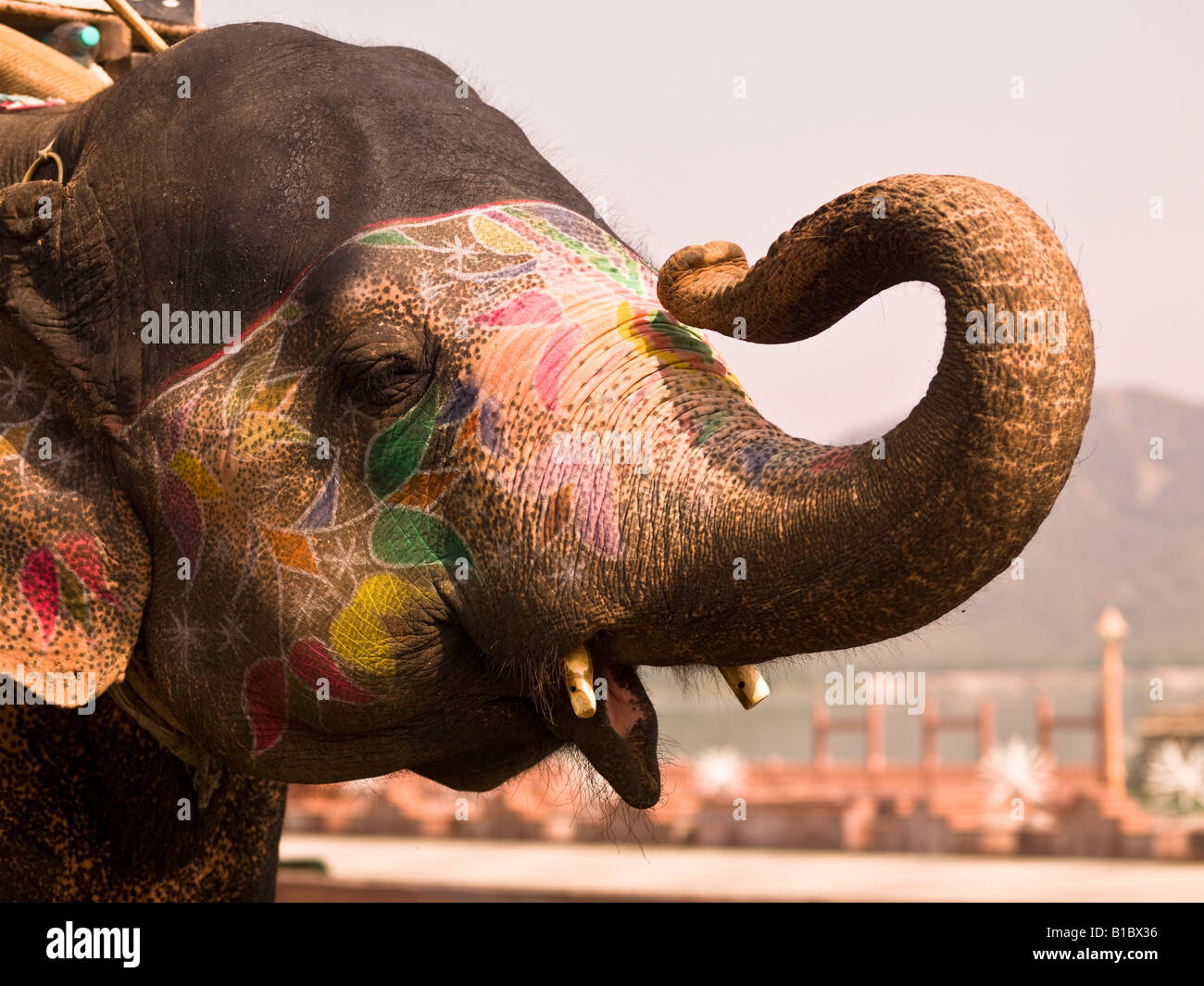 Elephant, Jaipur, India Stock Photo - Alamy