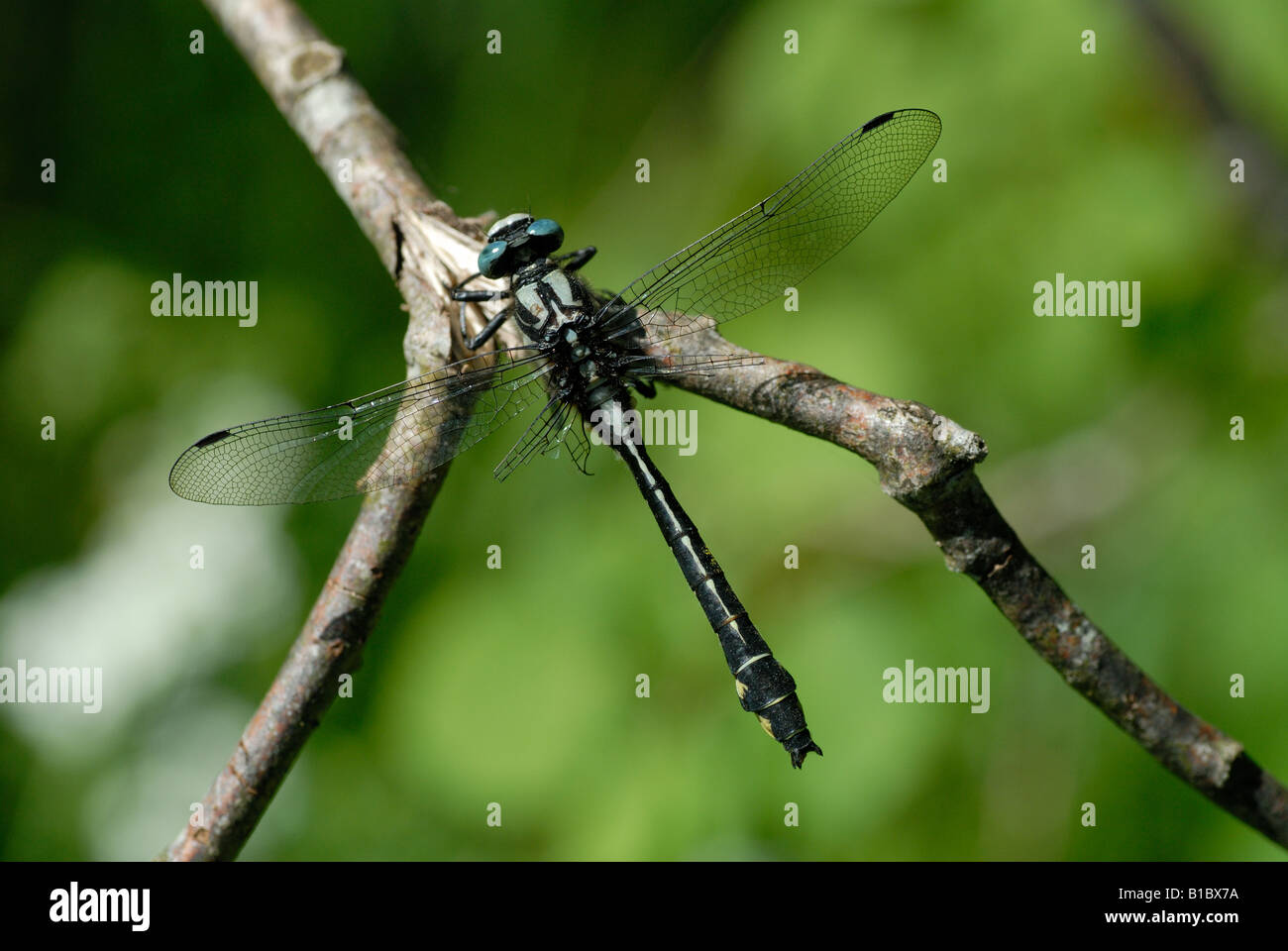Common Club-tail (Gomphus vulgatissimus Stock Photo - Alamy