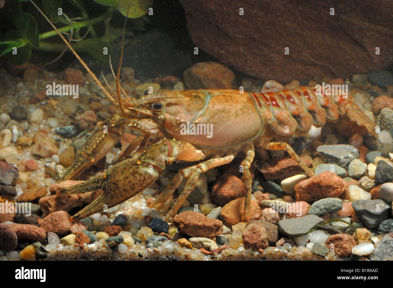 Orconectes limosus hi-res stock photography and images - Alamy