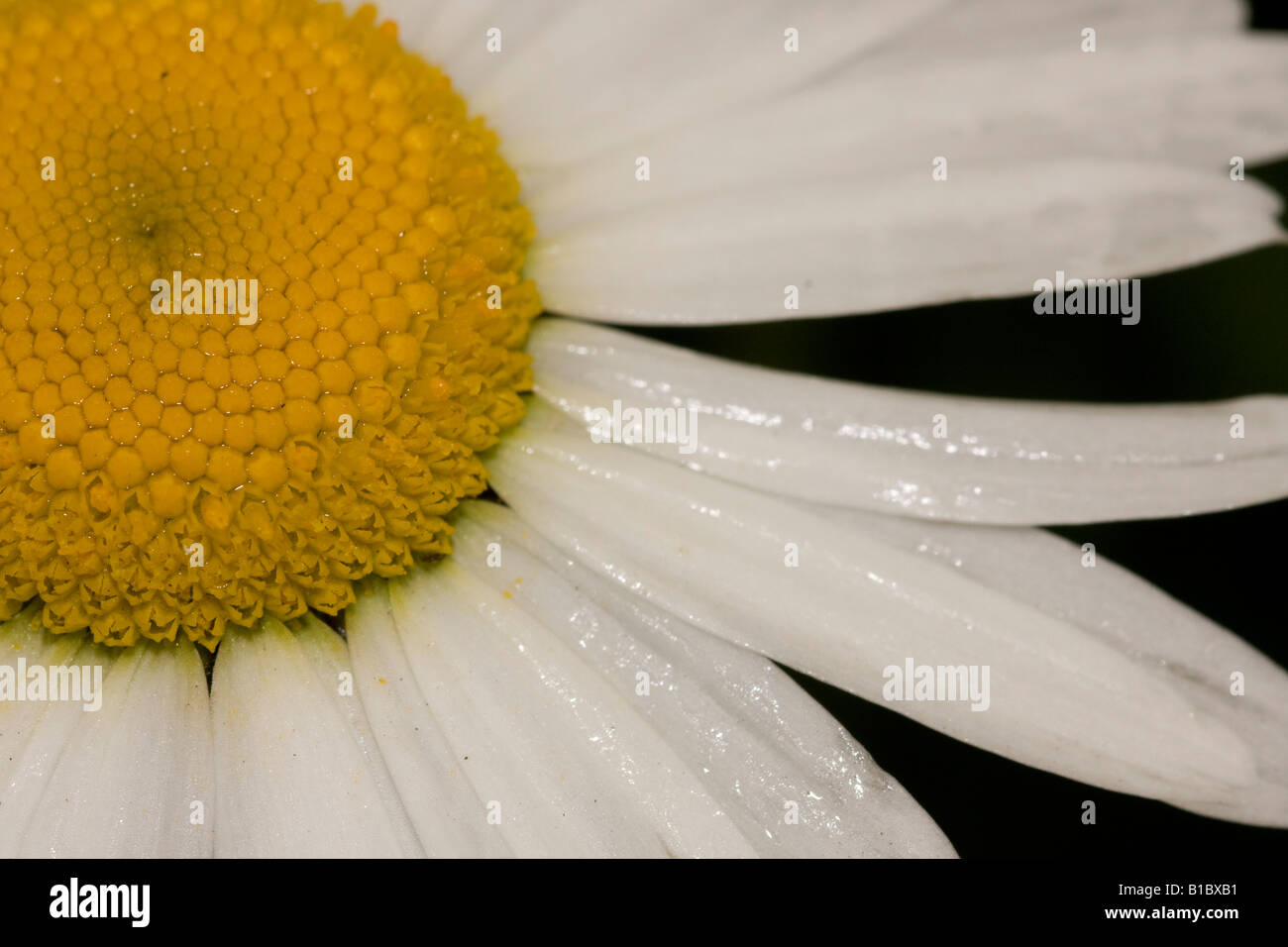 close up daisy Stock Photo - Alamy