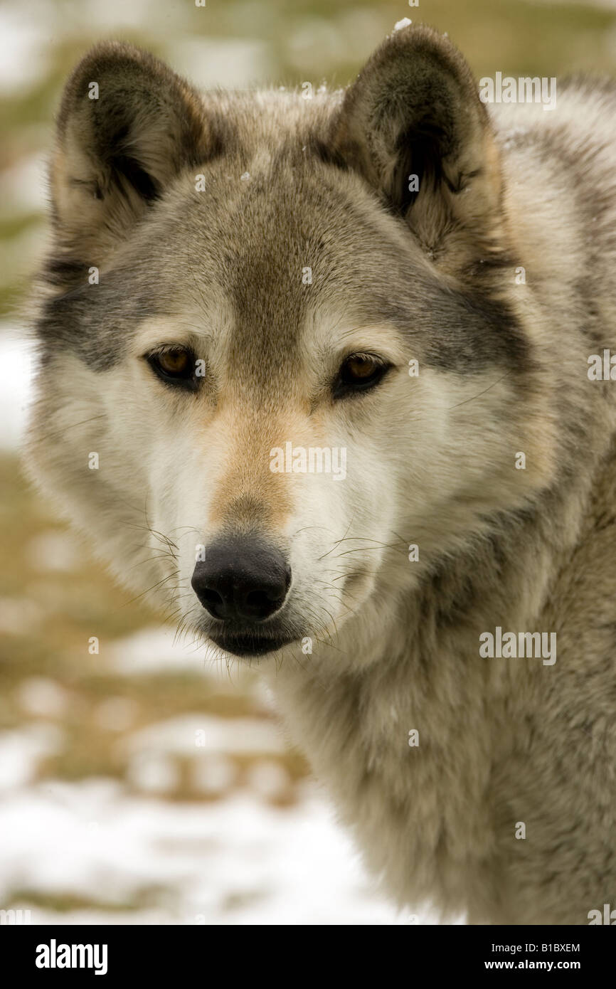 Gray Wolf/ Timber Wolf (Canis lupus)- Male - Portrait - Captive - New ...