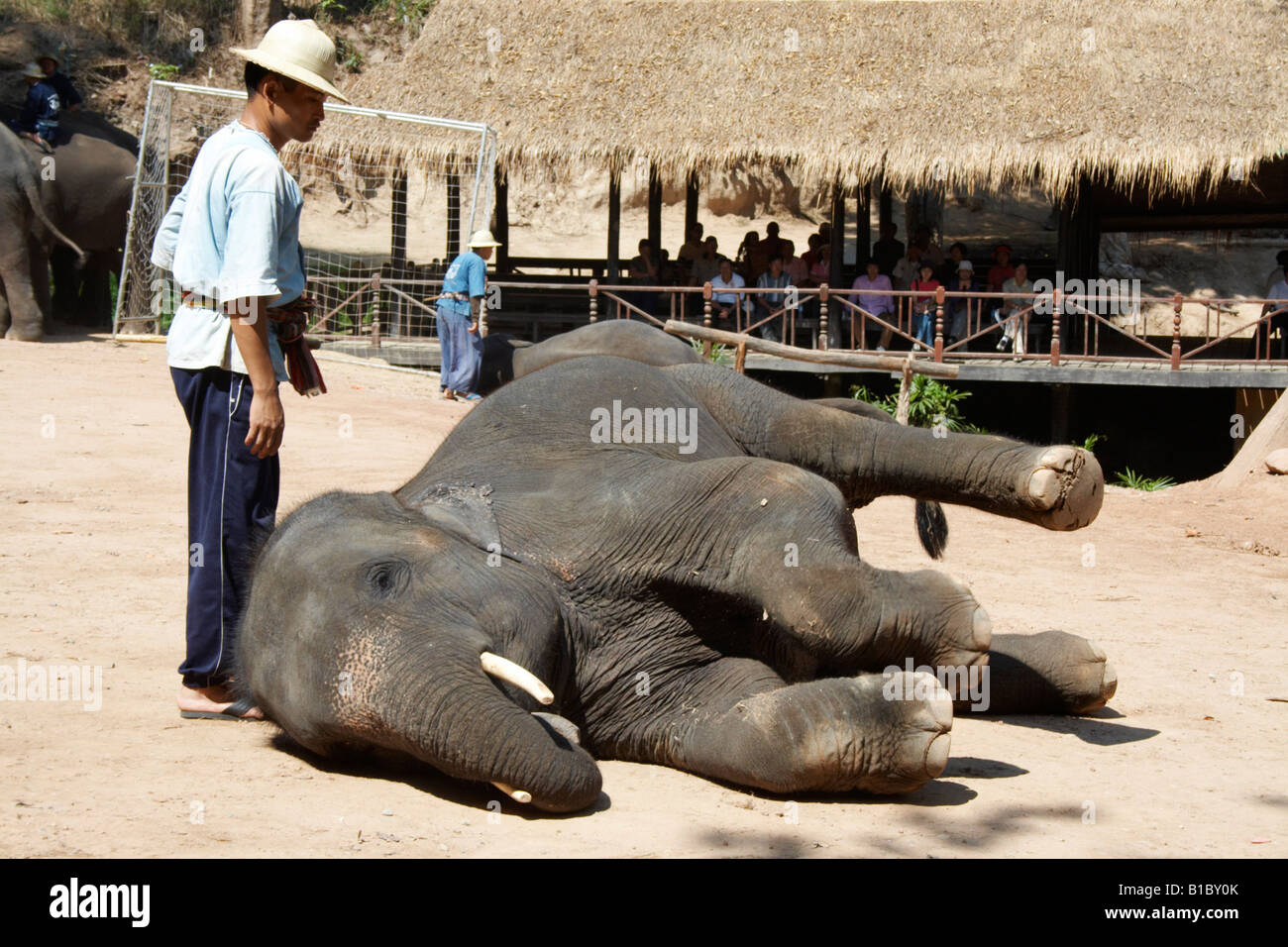 Elephant Show, Maesa Elephant Camp , Chiang Mai , Thailand Stock Photo ...