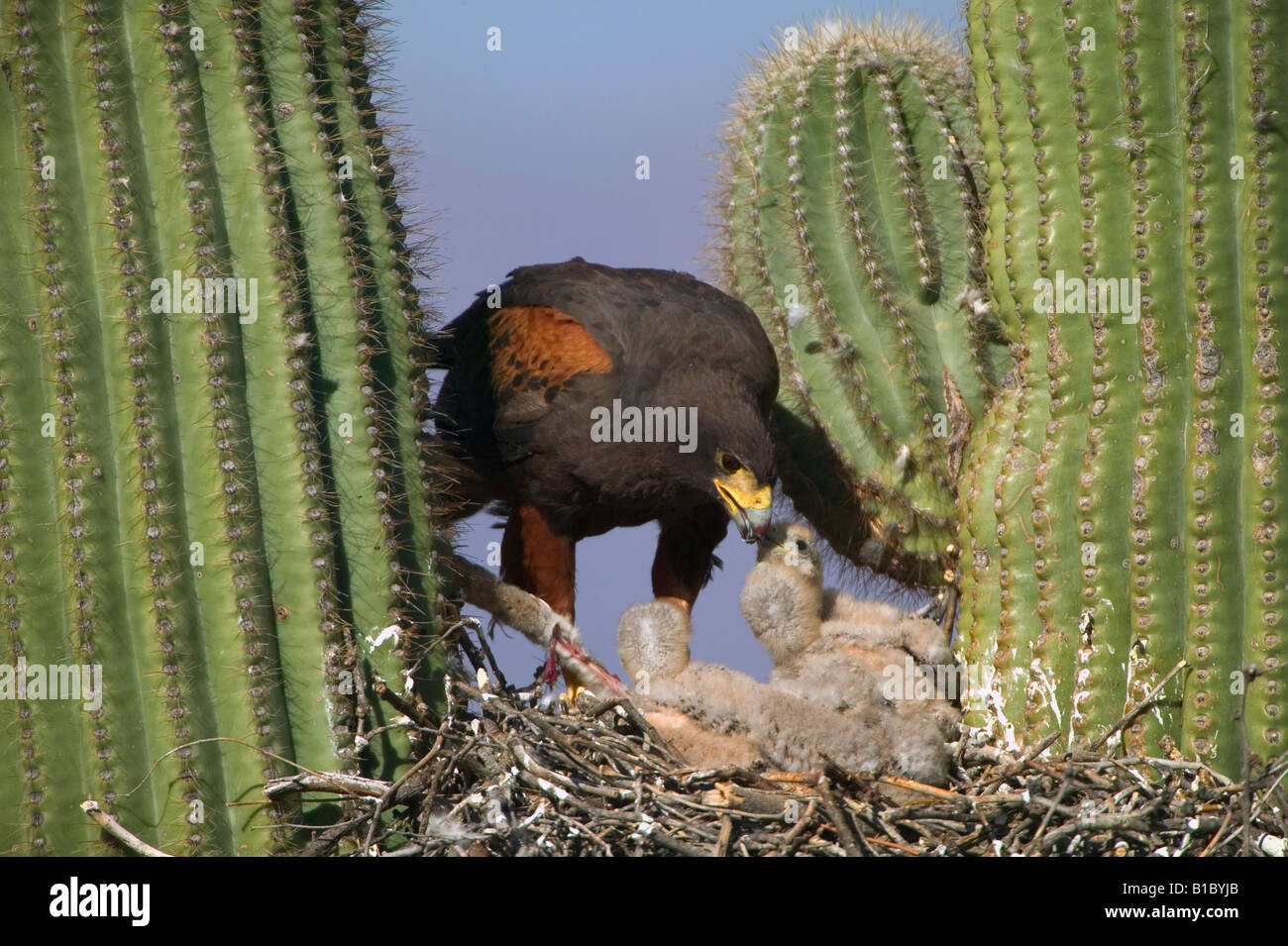 Harris hawk on saguaro cactus hi-res stock photography and images - Alamy