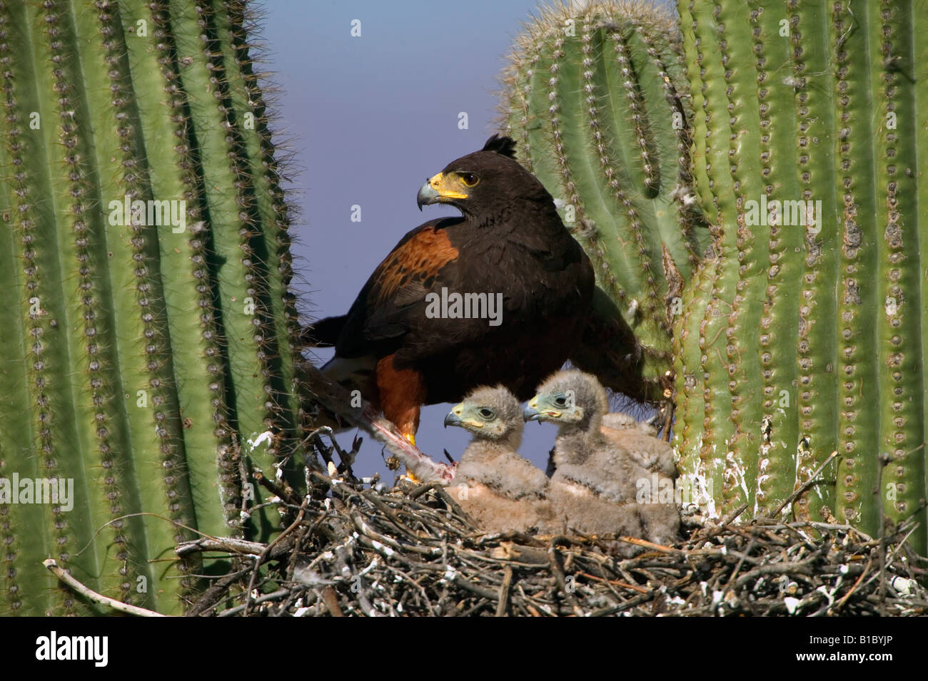 Harris hawk nest hi-res stock photography and images - Alamy