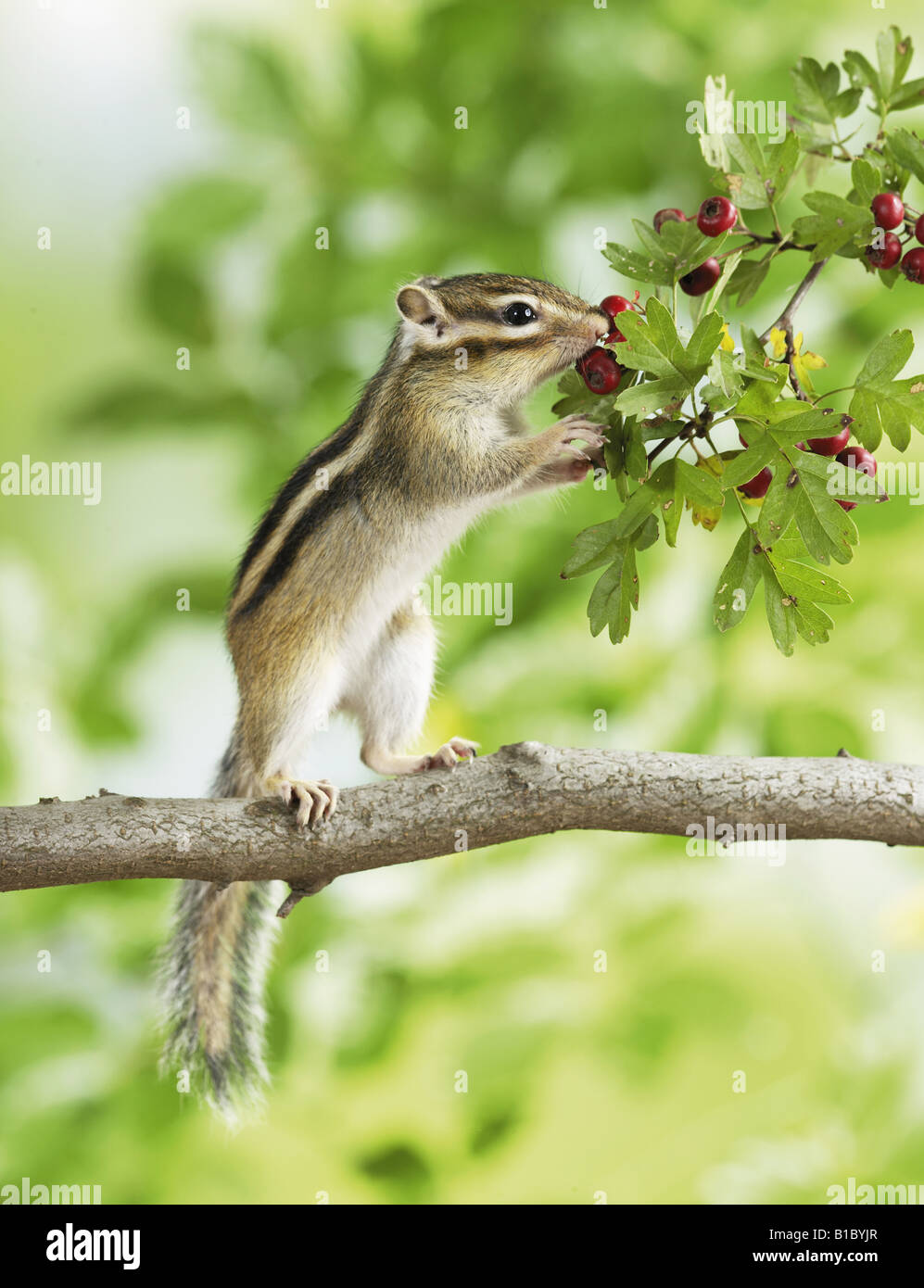 Chipmunk eating berries hi-res stock photography and images - Alamy
