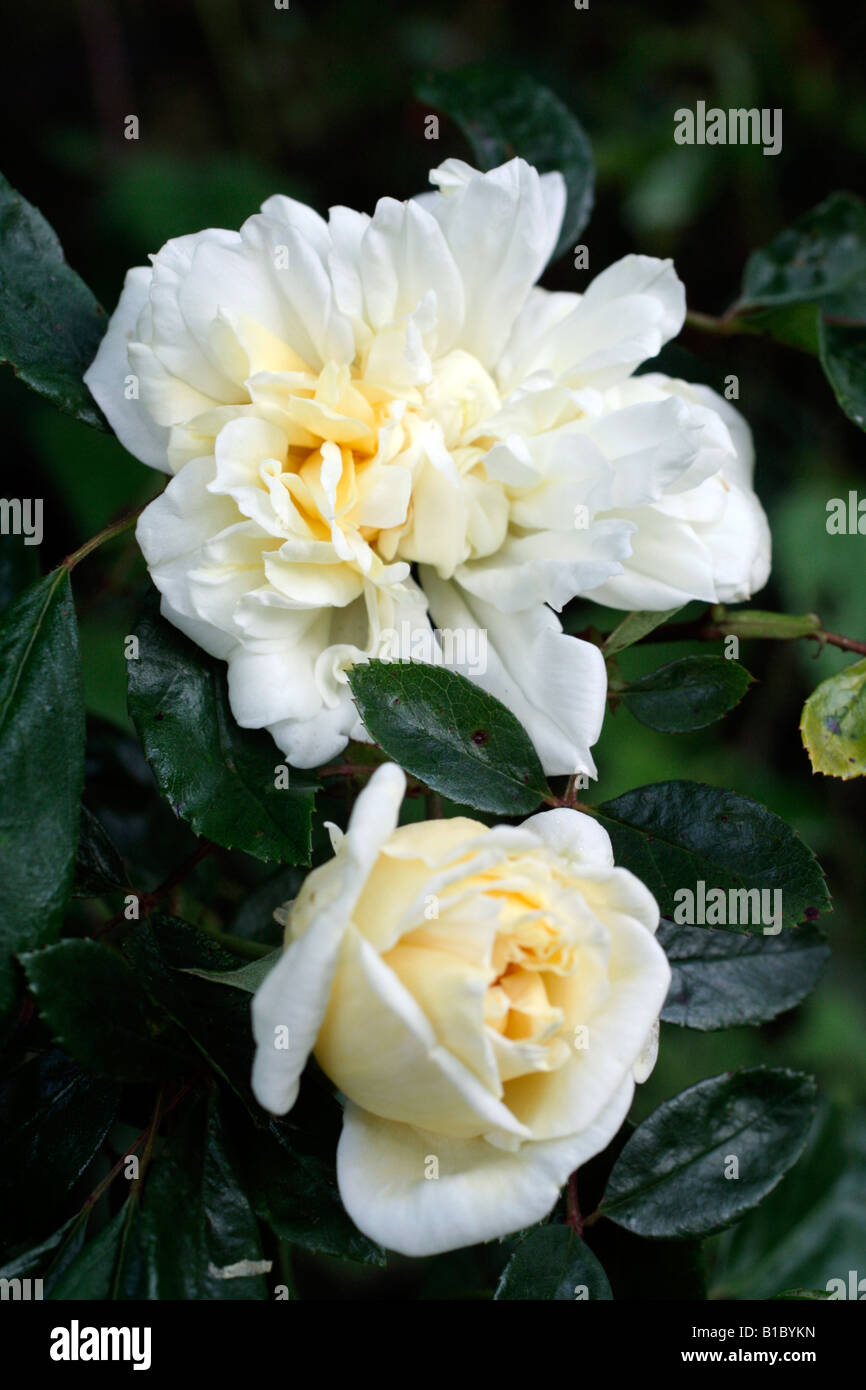 Albéric barbier rose hi-res stock photography and images - Alamy
