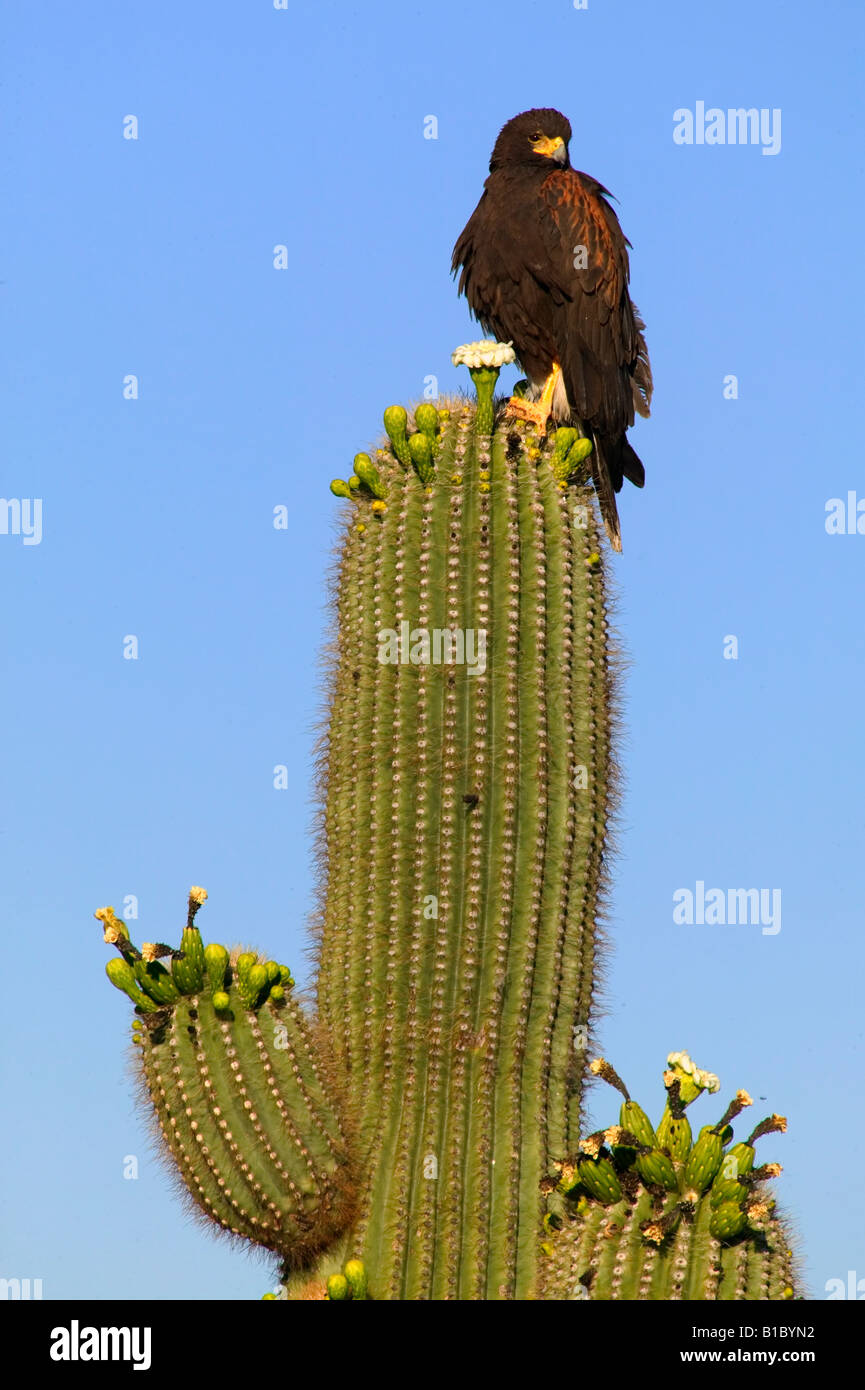 Harris Hawk Cactus High Resolution Stock Photography and Images - Alamy