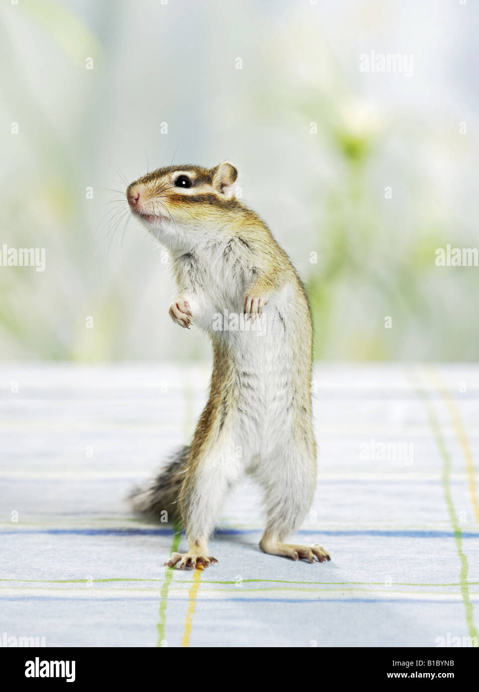 Siberian chipmunk - standing Stock Photo - Alamy