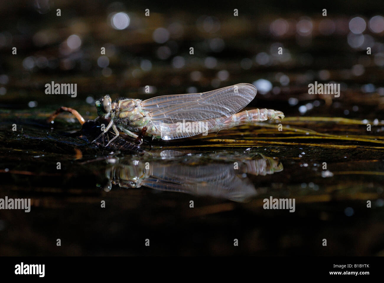 Tail hook hi-res stock photography and images - Alamy
