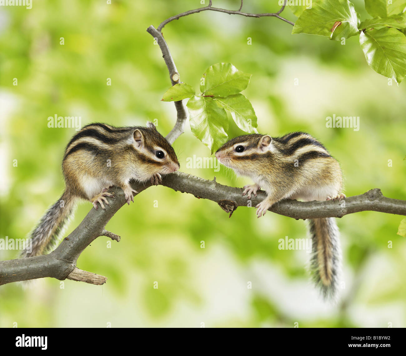 two Siberian chipmunks on branch Stock Photo - Alamy