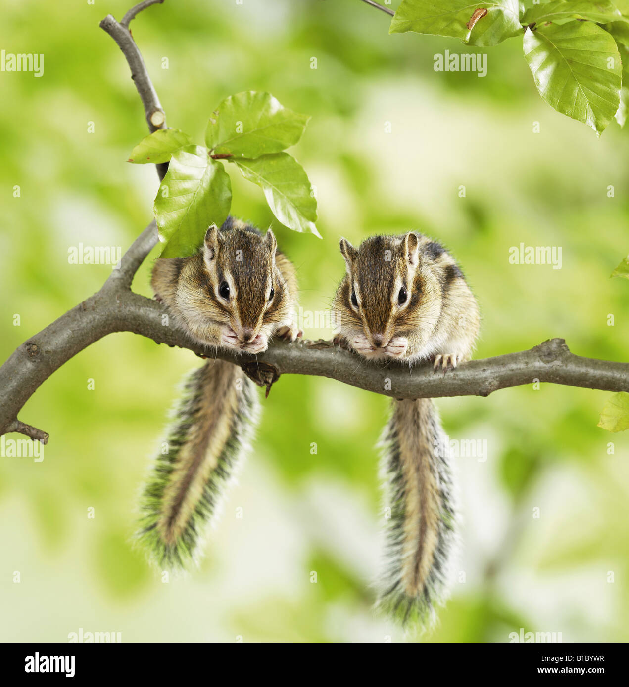 Wildlifechipmunks hi-res stock photography and images - Alamy