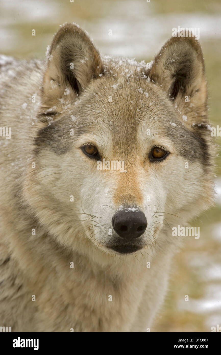 Gray Wolf /Timber Wolf (Canis lupus)- Male - Portrait - Captive - New ...
