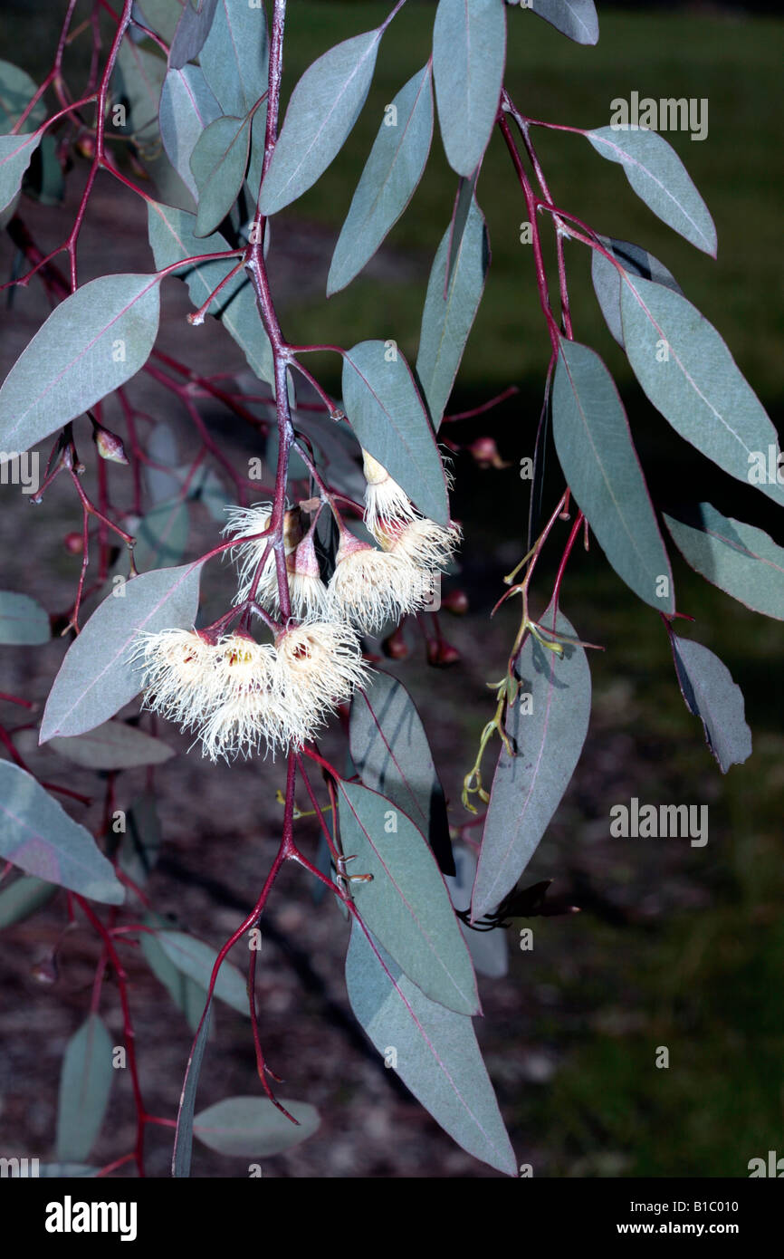 Caley's Ironbark/Drooping Ironbark Flowers-Eucalyptus caleyi-Family ...
