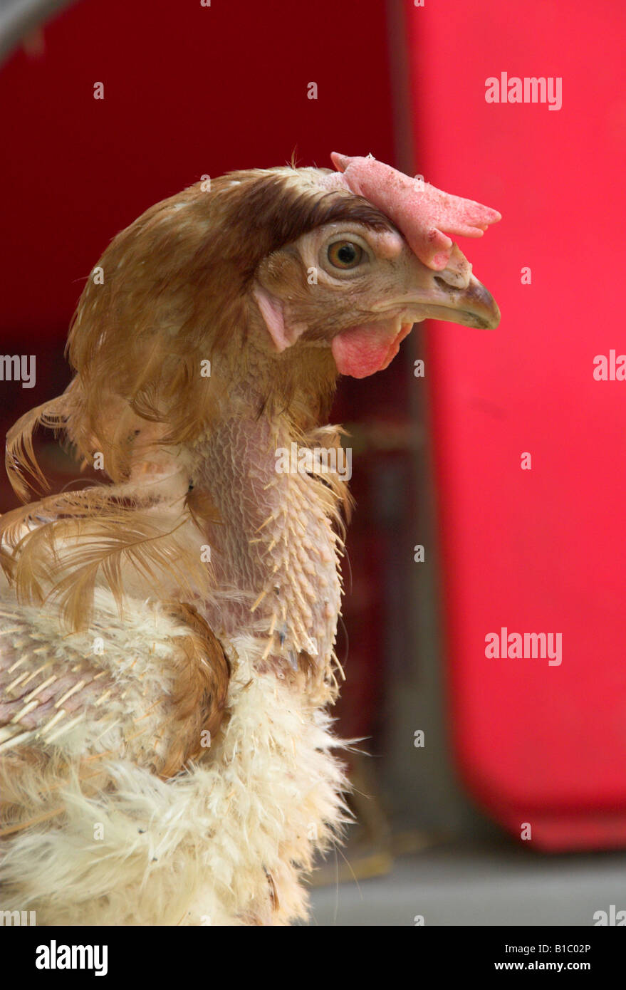 Rescued Battery Hens One Day After Being Release From A Battery Farm ...