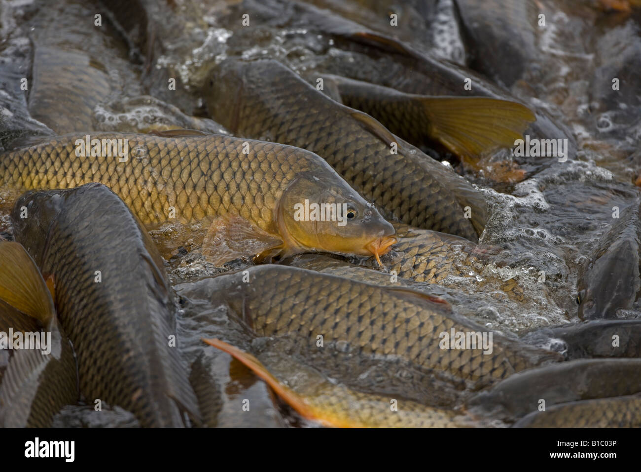 Carp (Cyrinus carpio) New York USA Swimming up channel from canal in ...